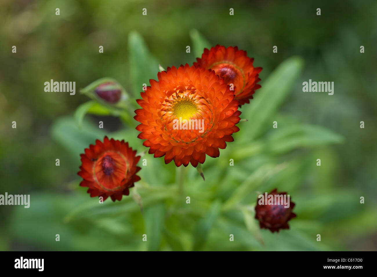 Helichrysum flower hi-res stock photography and images - Alamy