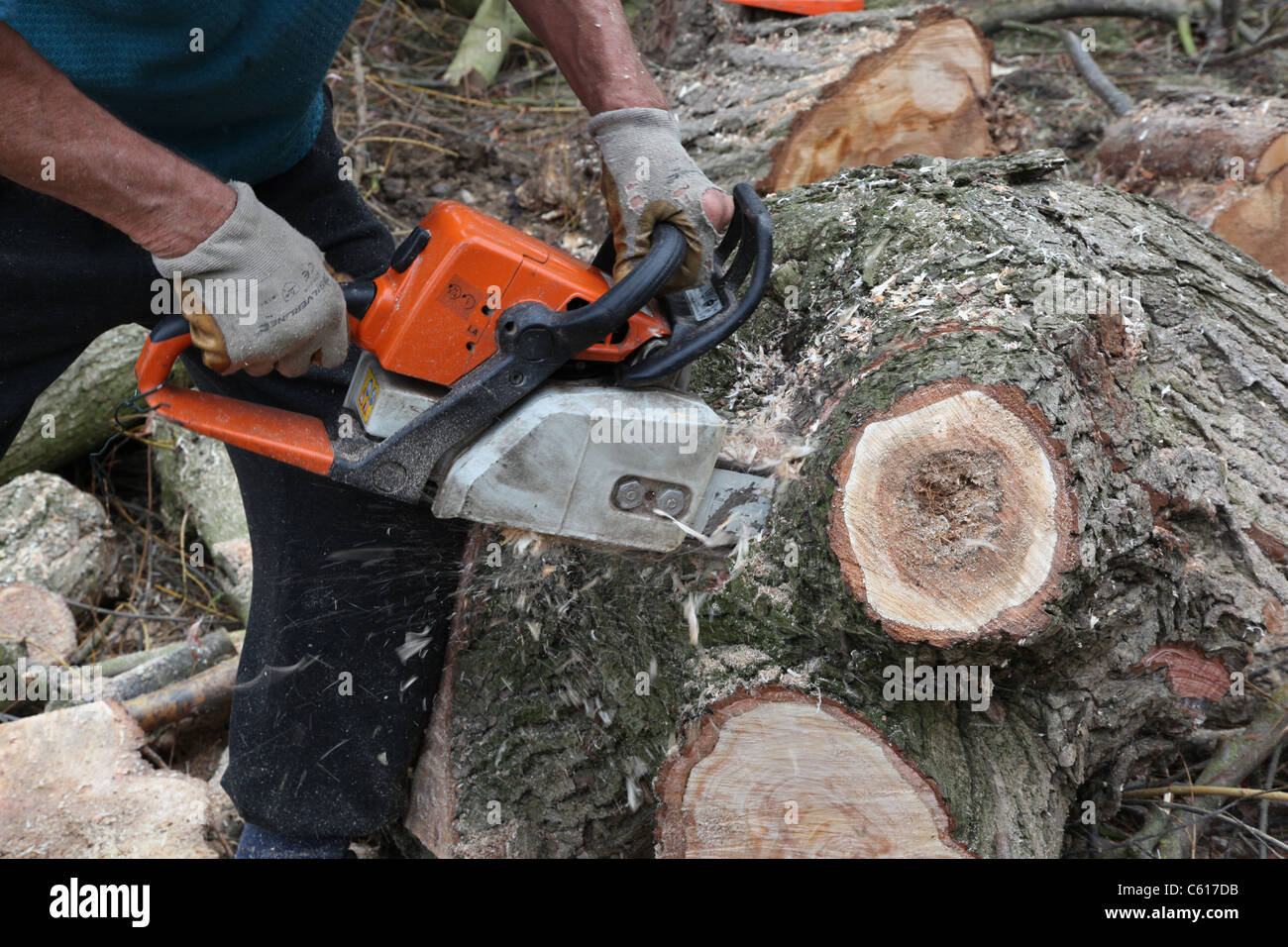 Close up of a man cutting a fallen tree with a chainsaw Stock Photo - Alamy