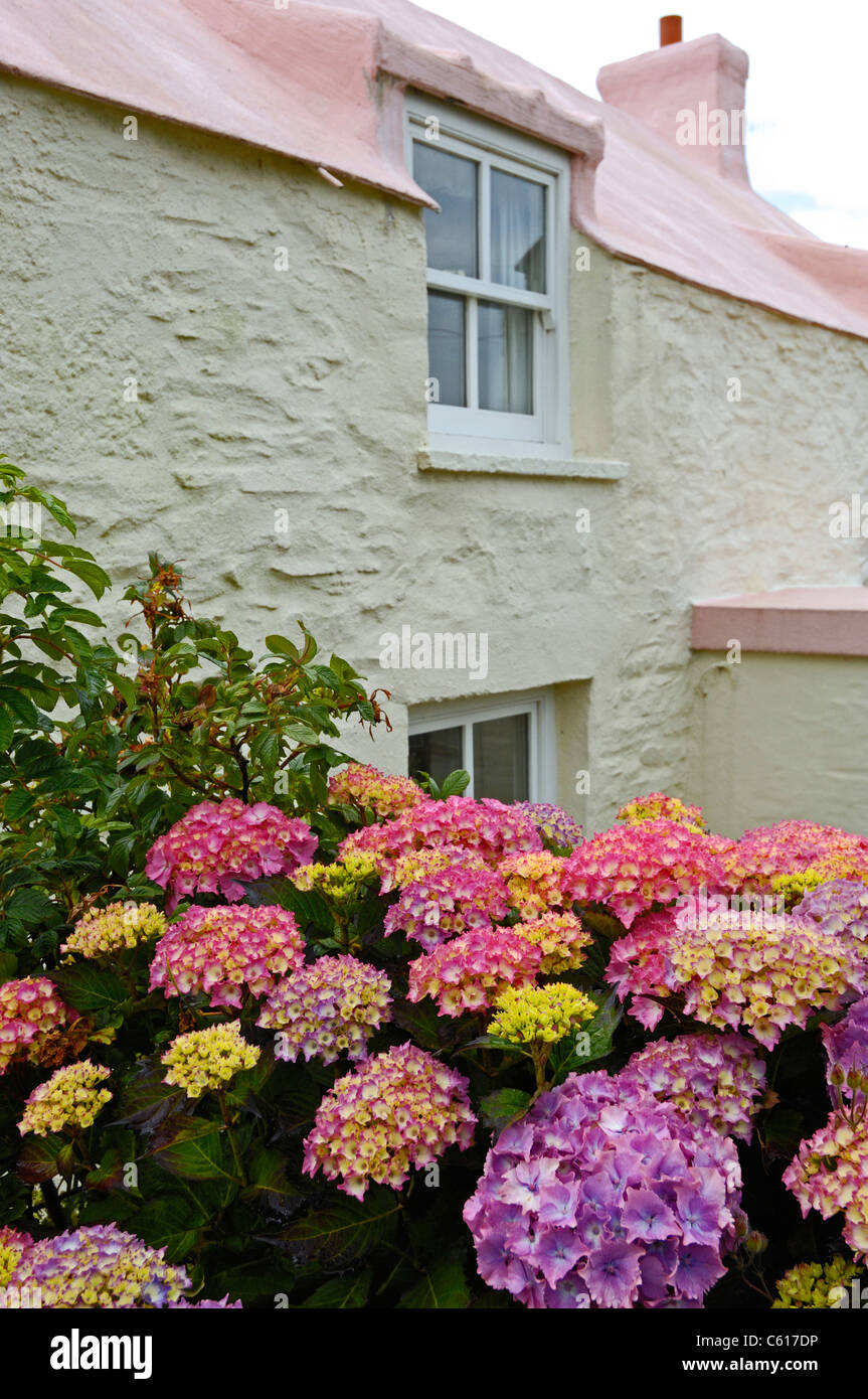 Colourful Hydrangeas plant or shrub planted as a hedge at the side of a ...