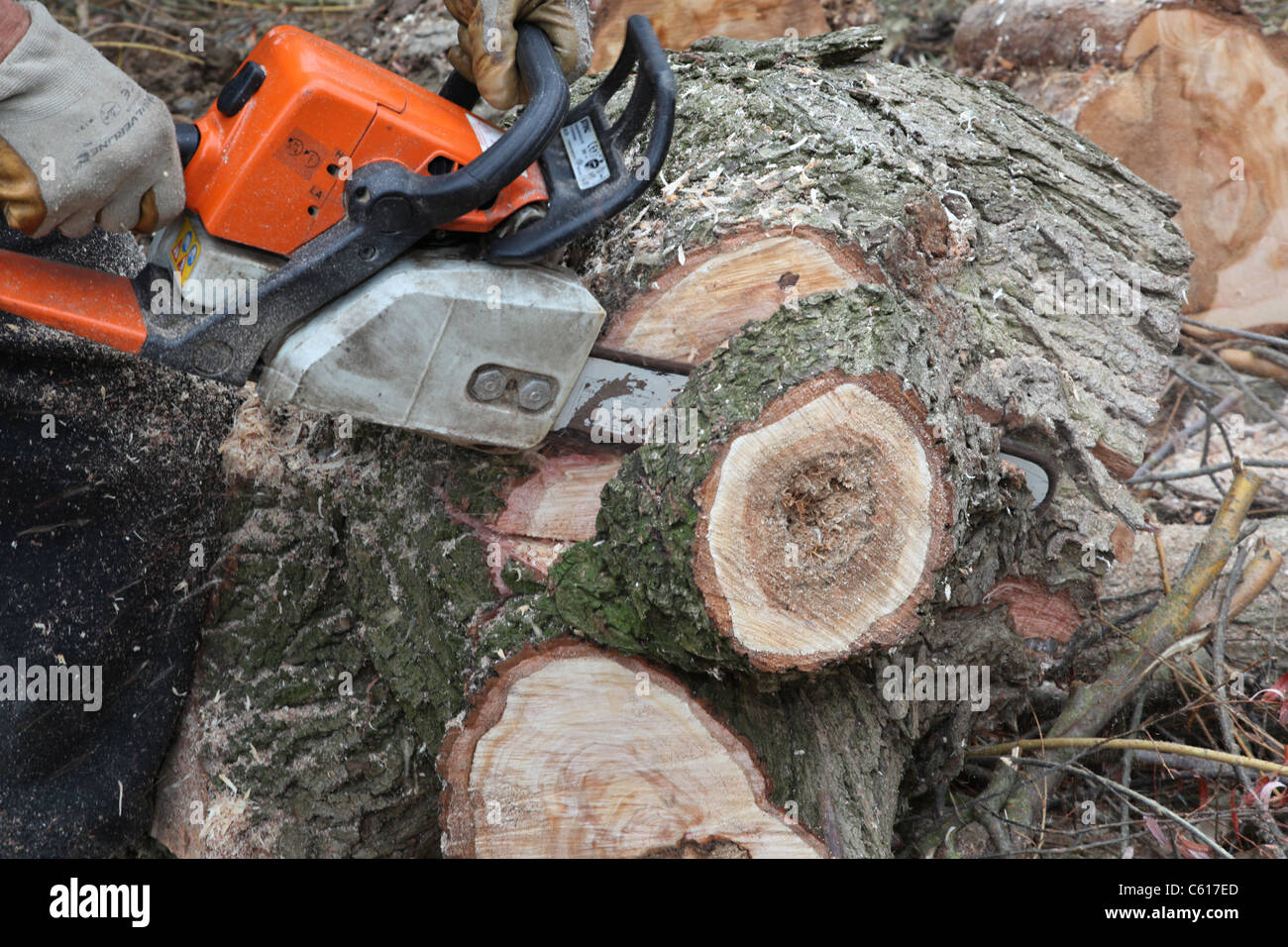 Cutting fallen tree hi-res stock photography and images - Alamy
