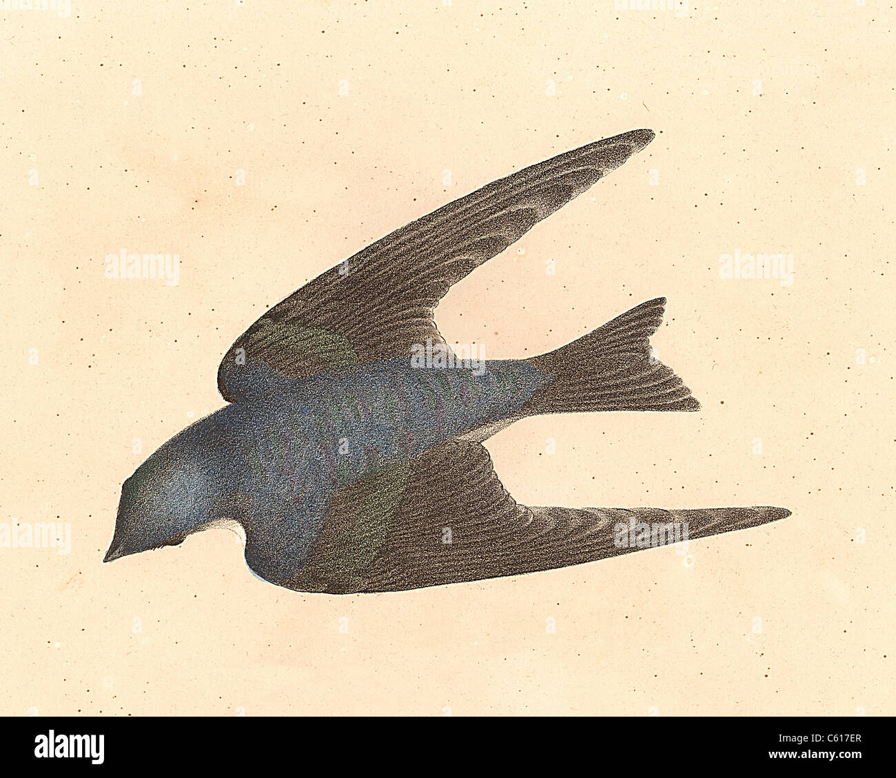 Flying swallow drawing hi-res stock photography and images - Alamy