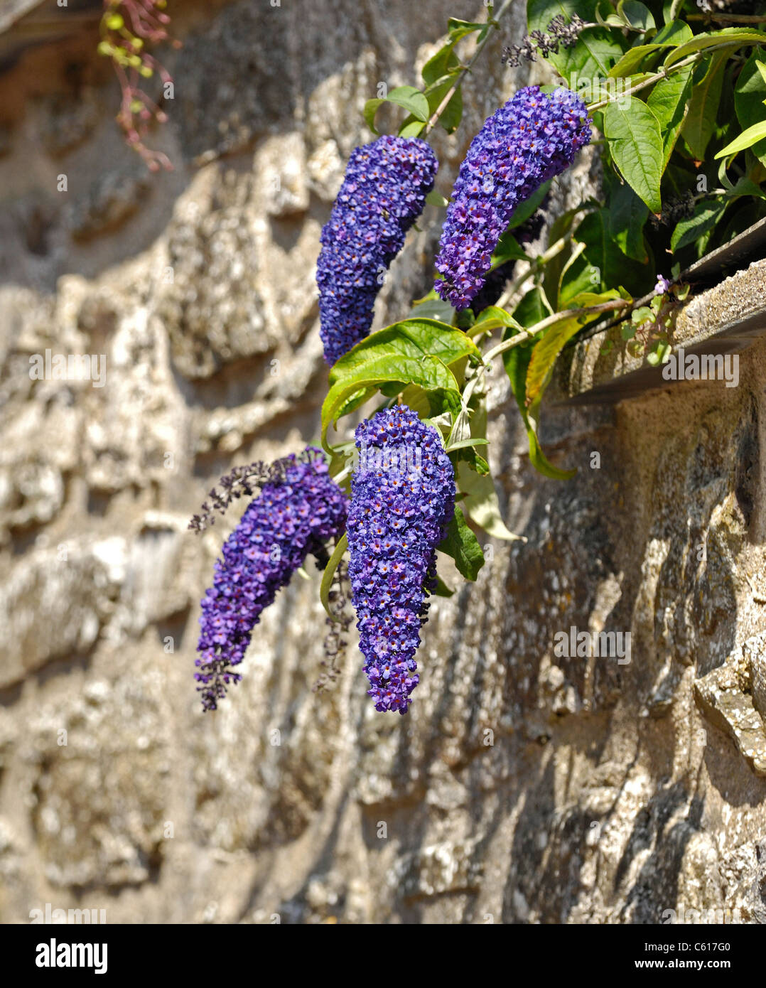 Buddleja flower hi-res stock photography and images - Alamy