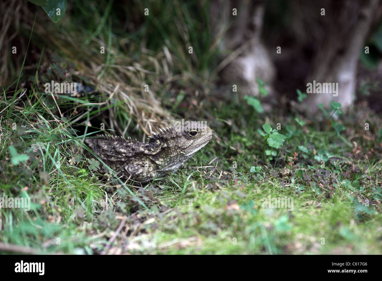 Tuatara sphenodon hi-res stock photography and images - Alamy