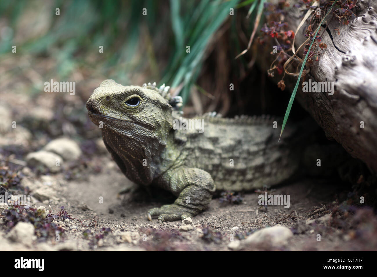 A Tuatara (Sphenodon punctatus Stock Photo - Alamy