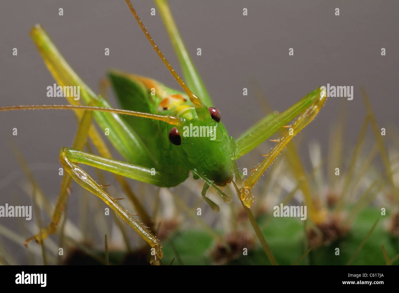 green grass hopper Stock Photo - Alamy