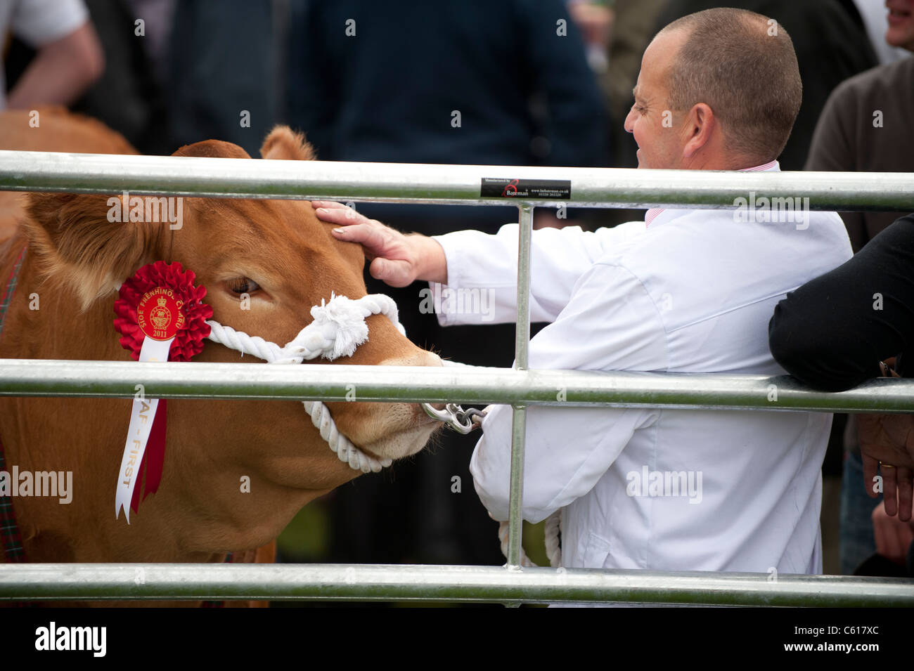 Prize bull hi-res stock photography and images - Alamy