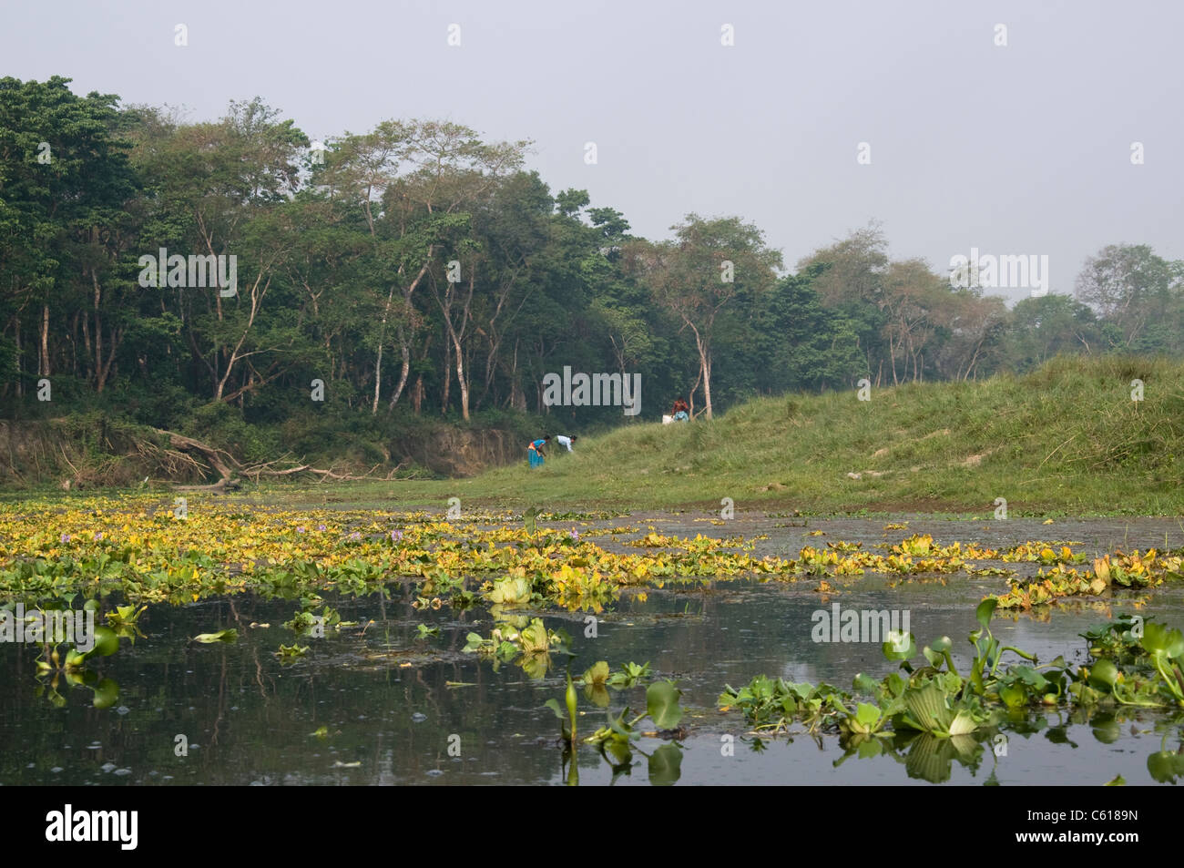 Jungle safari in nepal hi-res stock photography and images - Alamy
