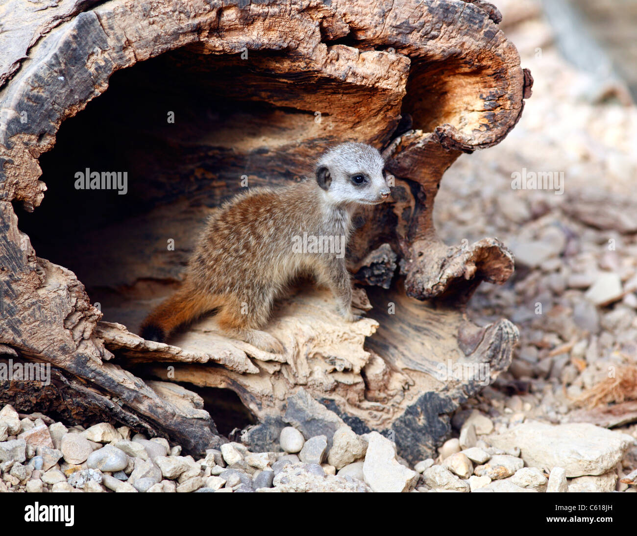Baby meerkat hi-res stock photography and images - Alamy