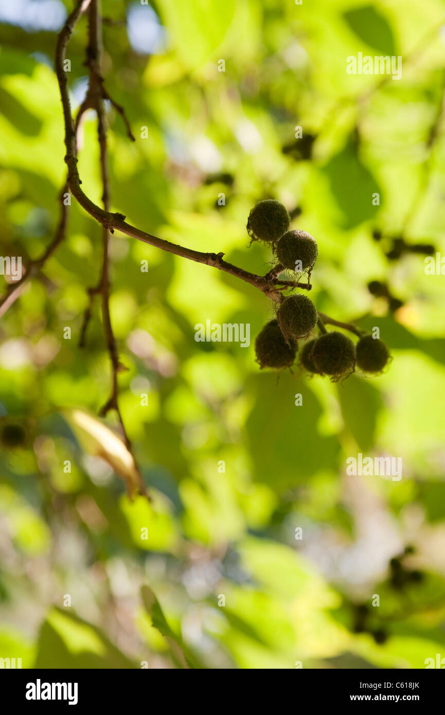 Broussonetia tree hi-res stock photography and images - Alamy