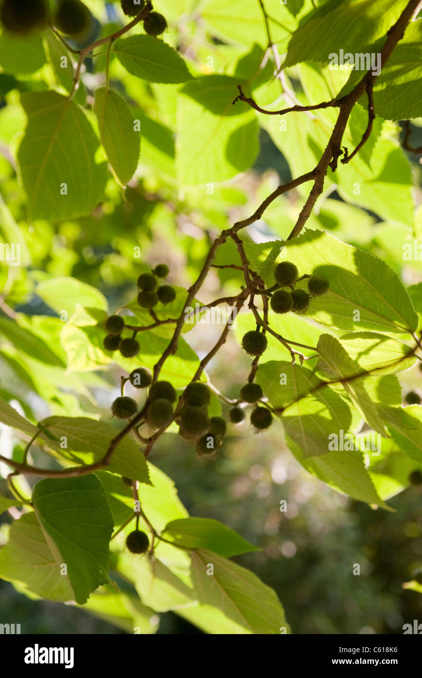 Broussonetia tree hi-res stock photography and images - Alamy
