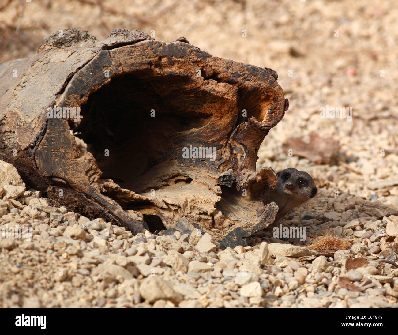 Baby Meerkat hiding behind log Stock Photo - Alamy