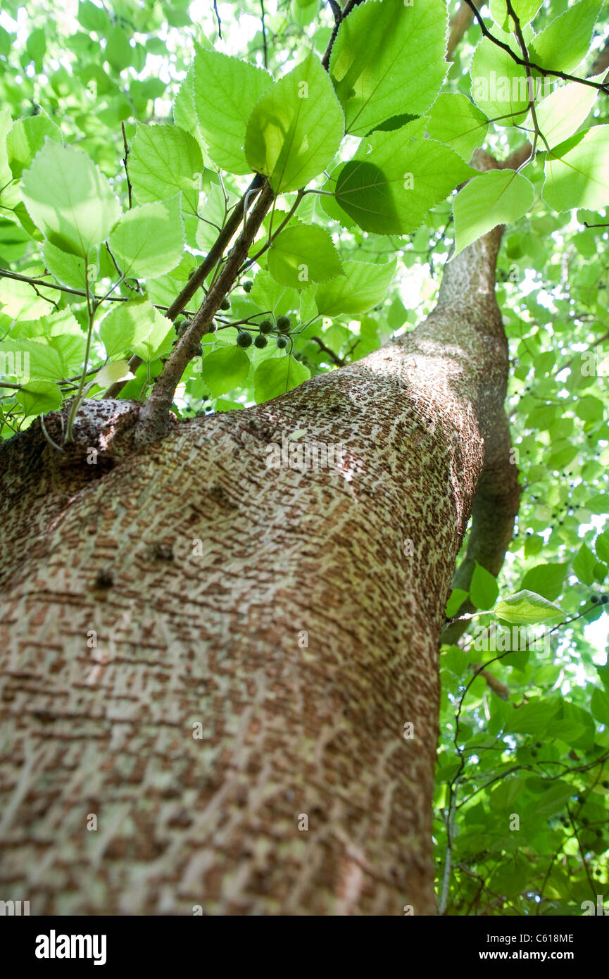 broussonetia papyrifera china and japan moraceae tree Stock Photo - Alamy