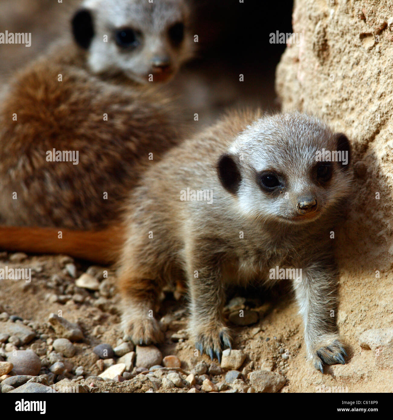 Baby meerkats hi-res stock photography and images - Alamy