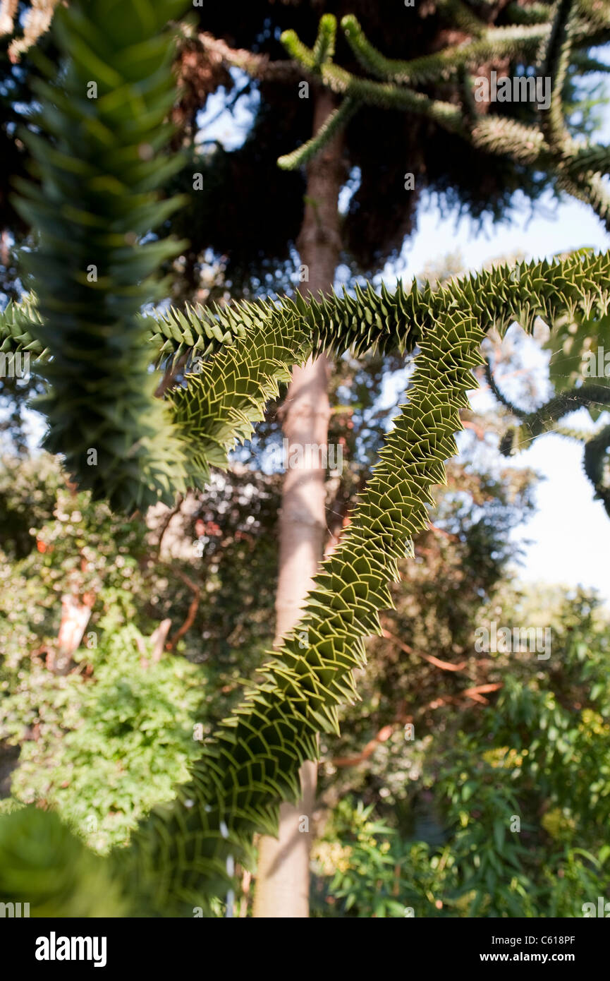 The Monkey Tree in Chelsea Physic Garden, also known as Monkey Puzzle ...