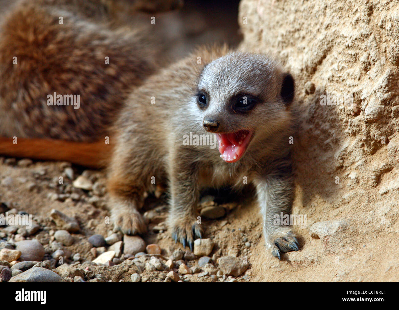 Baby meerkat hi-res stock photography and images - Alamy