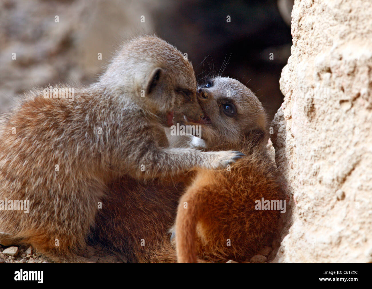 Baby Meerkats Playing Stock Photo - Alamy