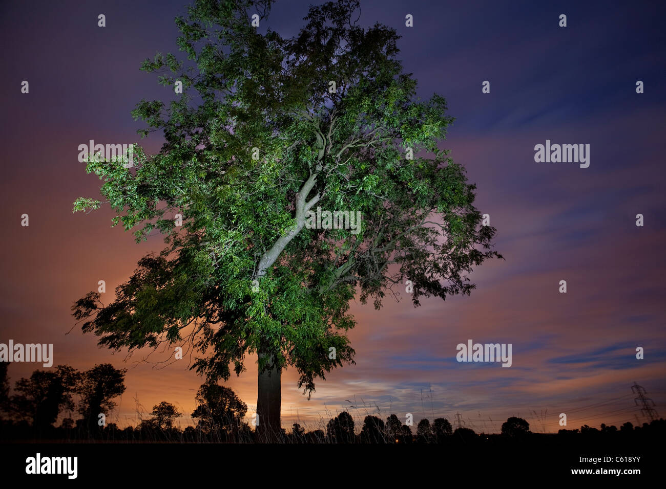 An illuminated lone tree against the night sky Stock Photo - Alamy