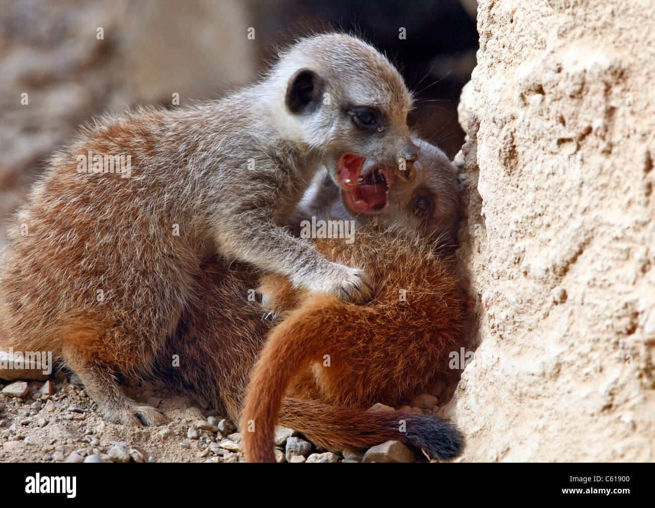 Baby Meerkats Playing Stock Photo - Alamy