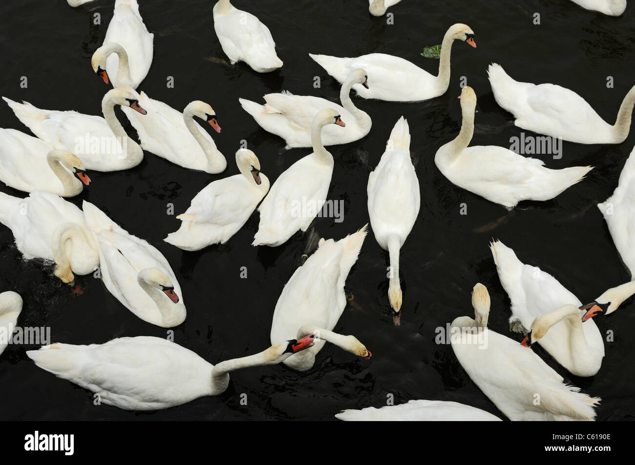 Group mute swans hi-res stock photography and images - Alamy