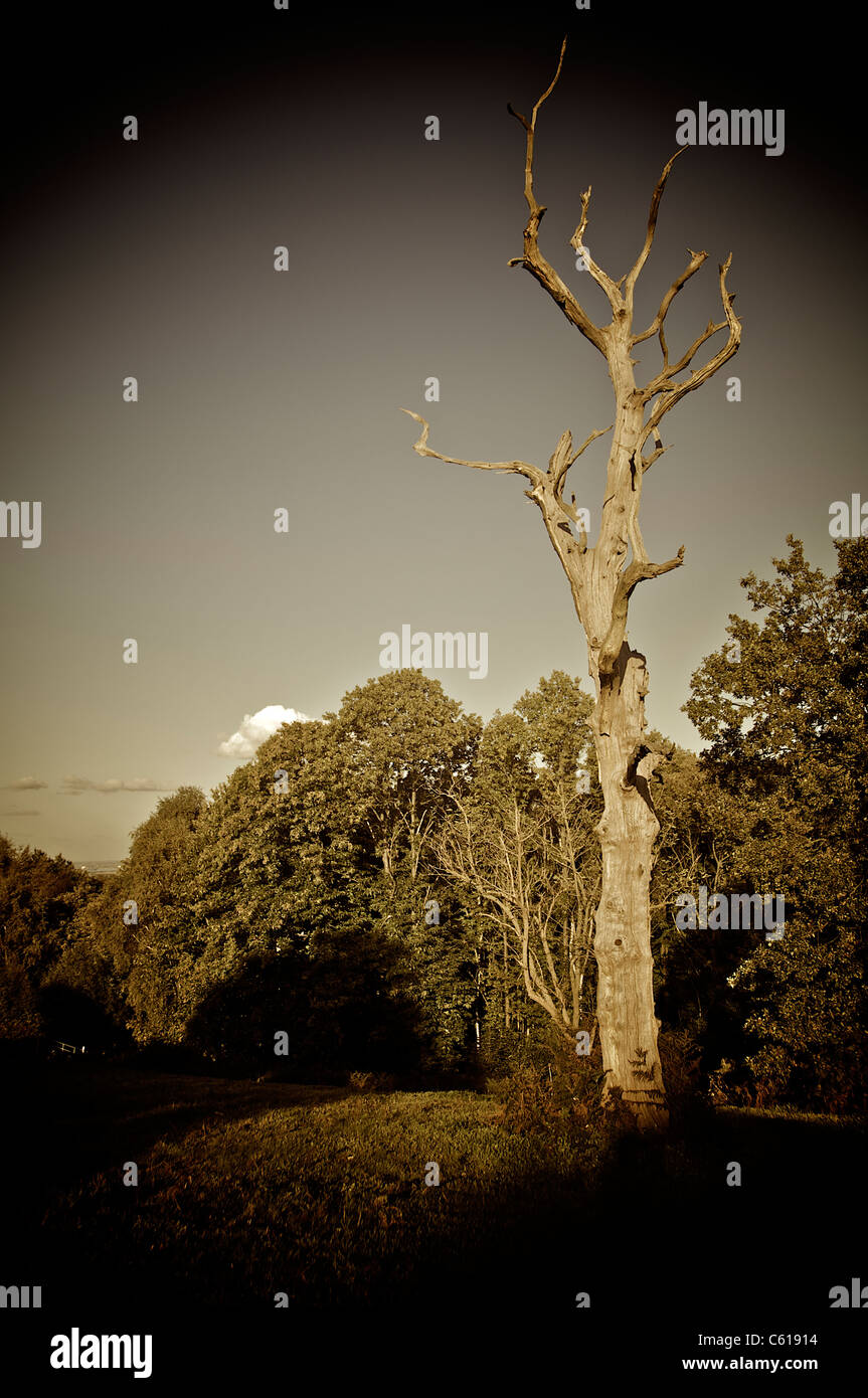 Dead tree in Shorne Country Park, Kent. England Stock Photo - Alamy