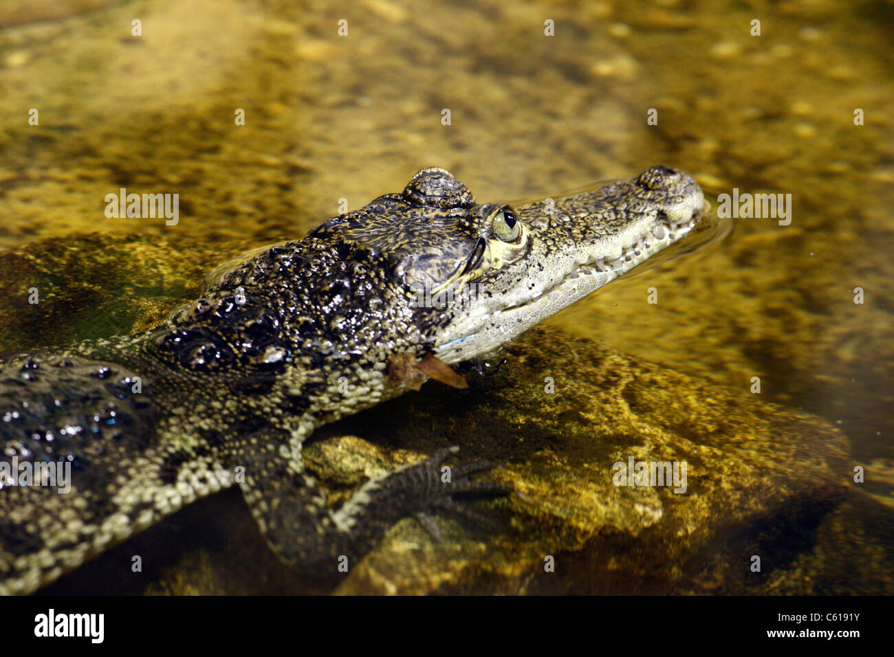 Gator hi-res stock photography and images - Alamy