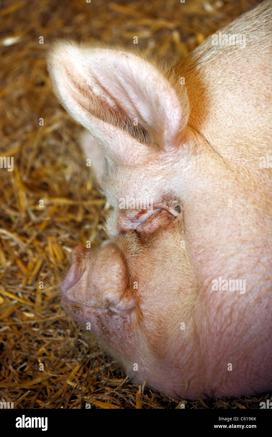 Fat pig hi-res stock photography and images - Alamy