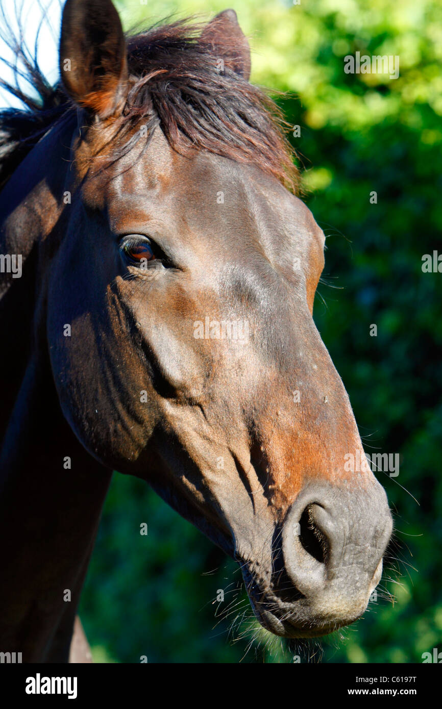 Horse's face close up Stock Photo - Alamy