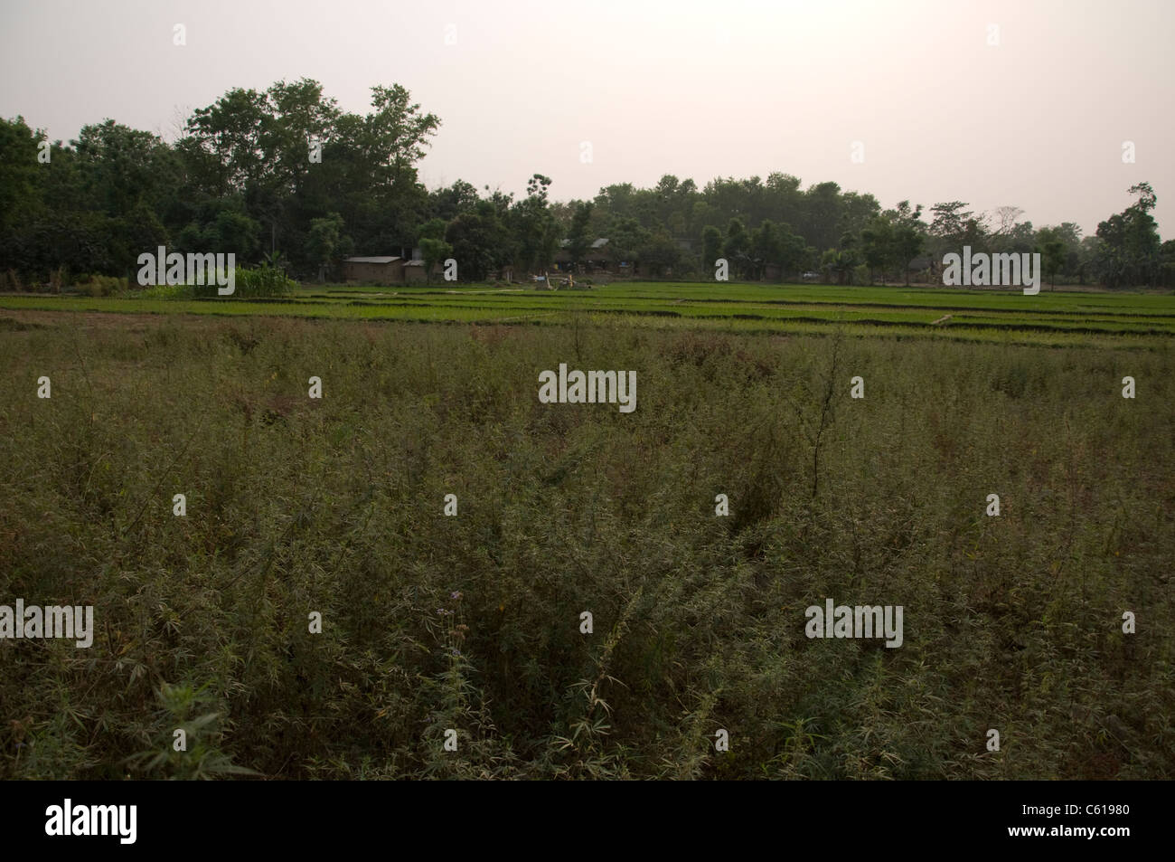 Wild marijuana field in Chitwan National park, South of Nepal Stock ...