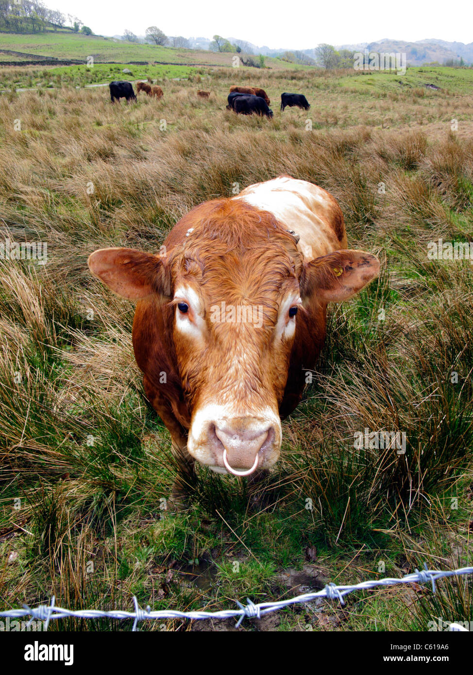 Brown Bull in Field Stock Photo - Alamy