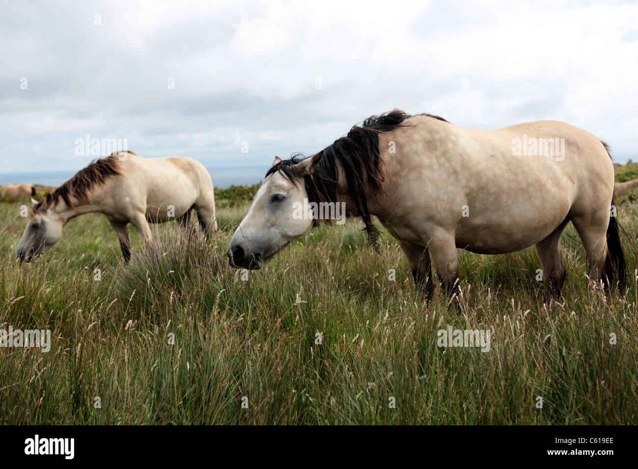 Lundy horse hi-res stock photography and images - Alamy