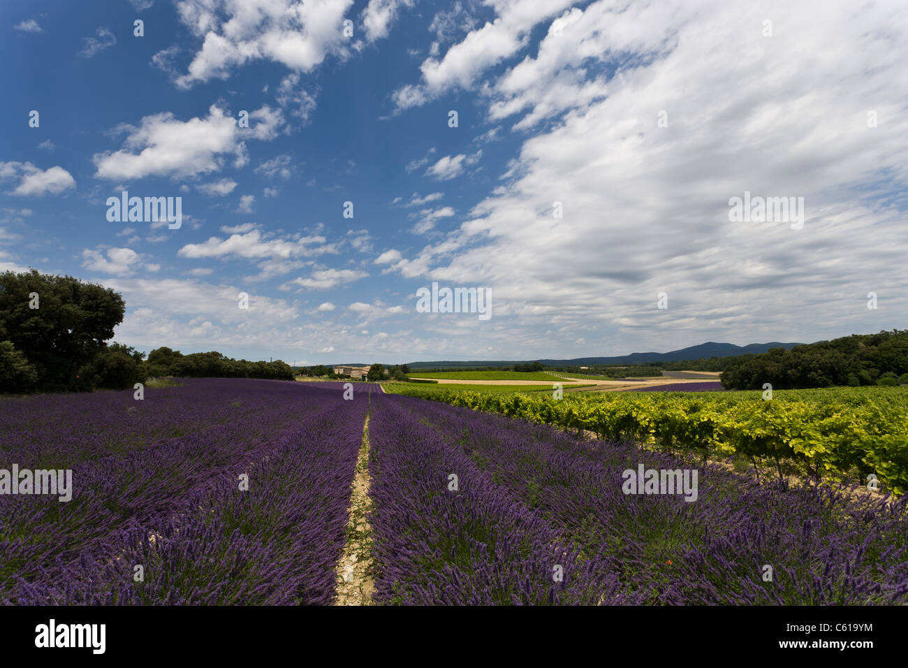 Lavender Fields in Provence Stock Photo - Alamy