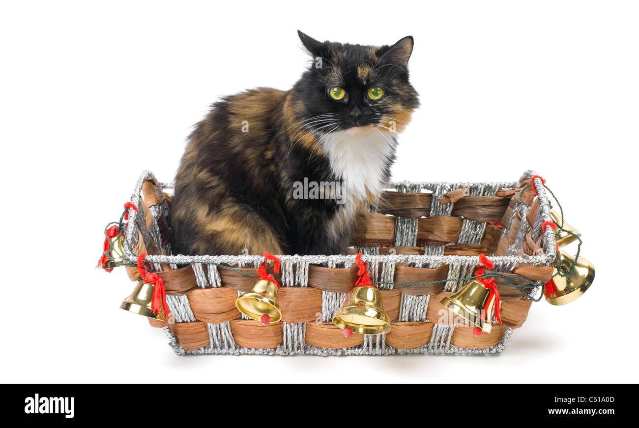 Cute christmas cat new year Cut Out Stock Images & Pictures - Alamy