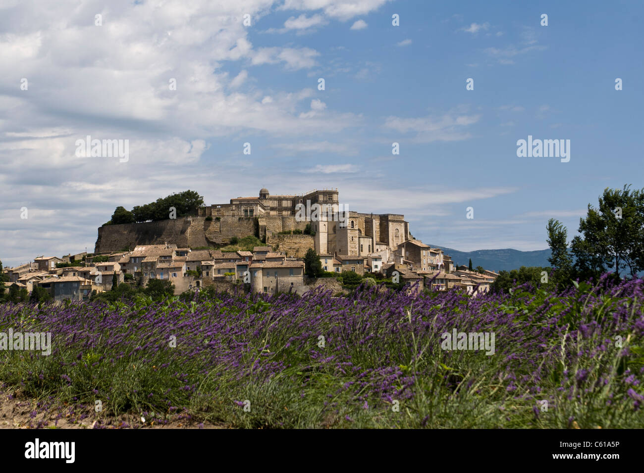 Lavender Fields in Grignan, Provence, France Stock Photo - Alamy