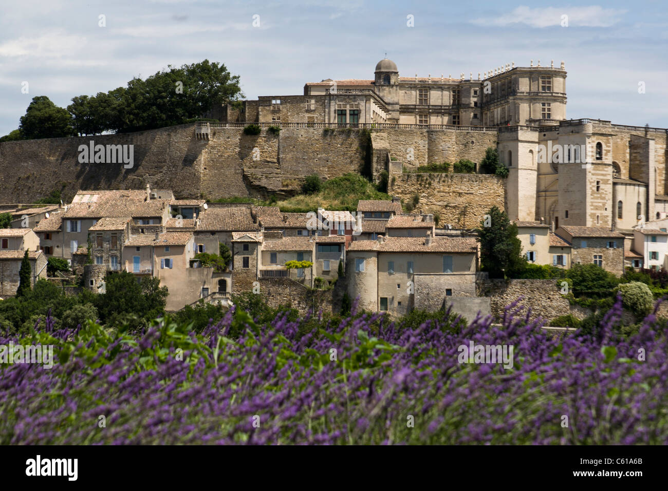 Lavender Fields in Grignan, Provence, France Stock Photo - Alamy