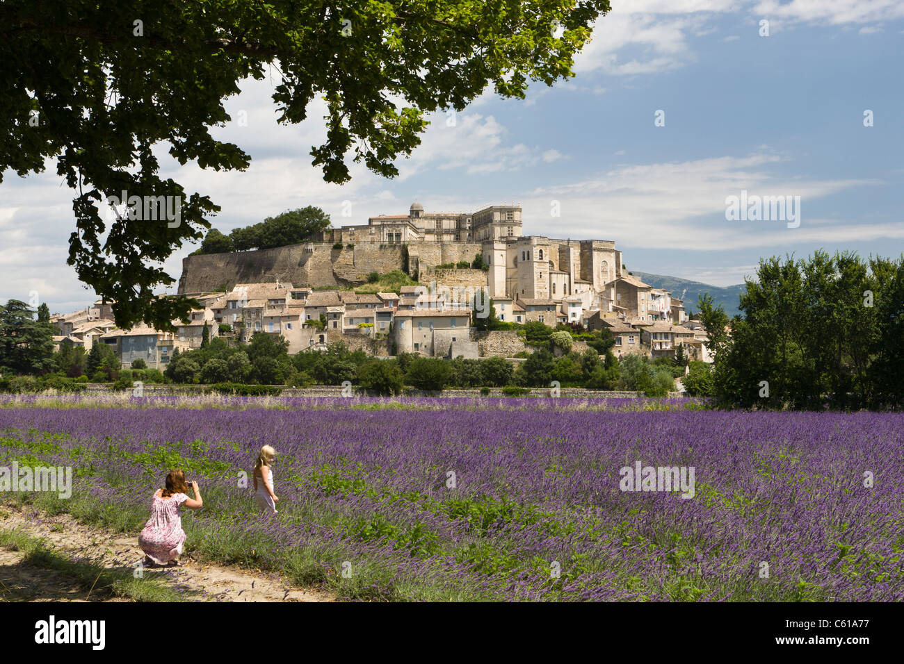 Lavender Fields in Grignan, Provence, France Stock Photo - Alamy