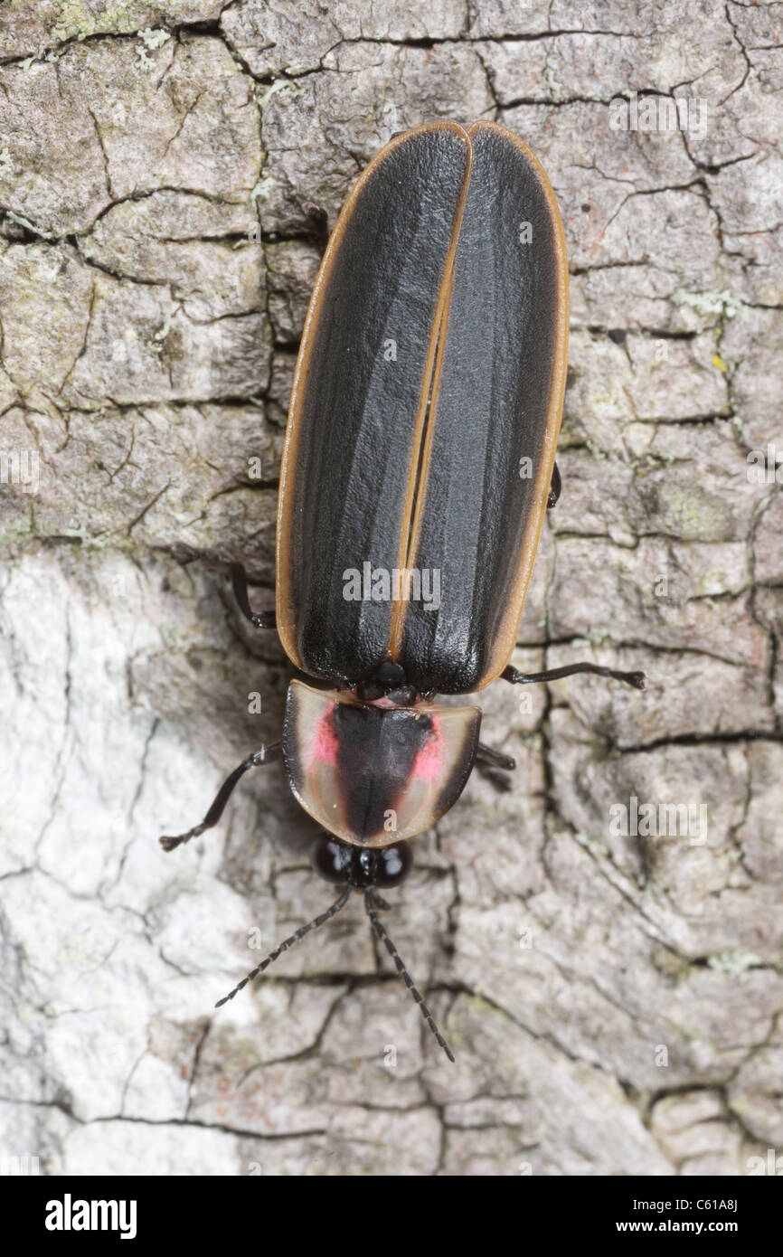 Pyractomena insect hi-res stock photography and images - Alamy