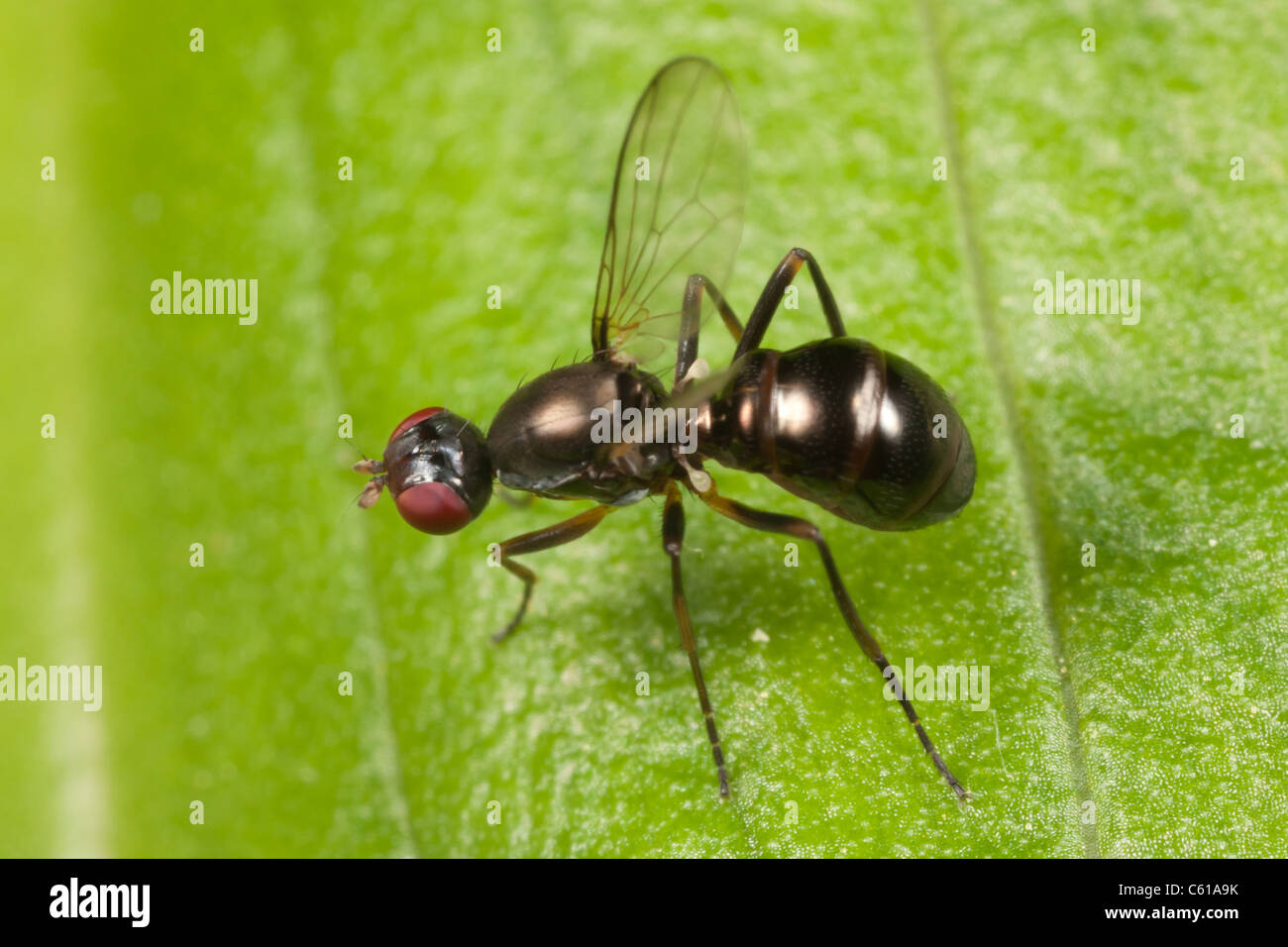 Black Scavenger Fly (Nemopoda nitidula Stock Photo - Alamy