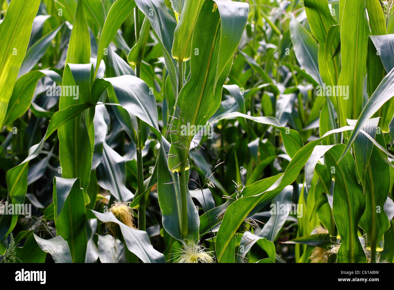 agriculture corn plants field Stock Photo - Alamy