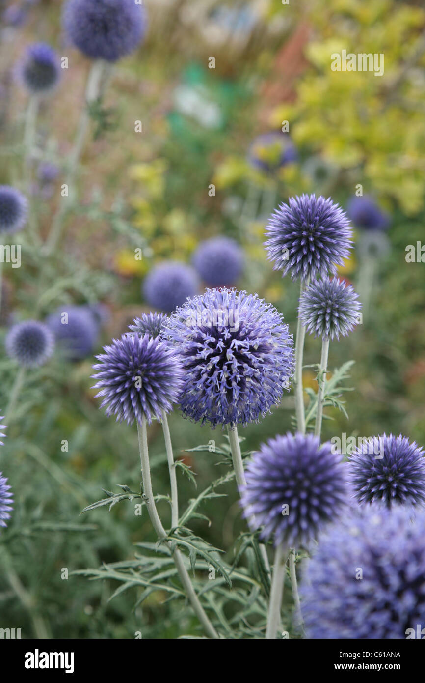 Amazing violet flowers Stock Photo - Alamy