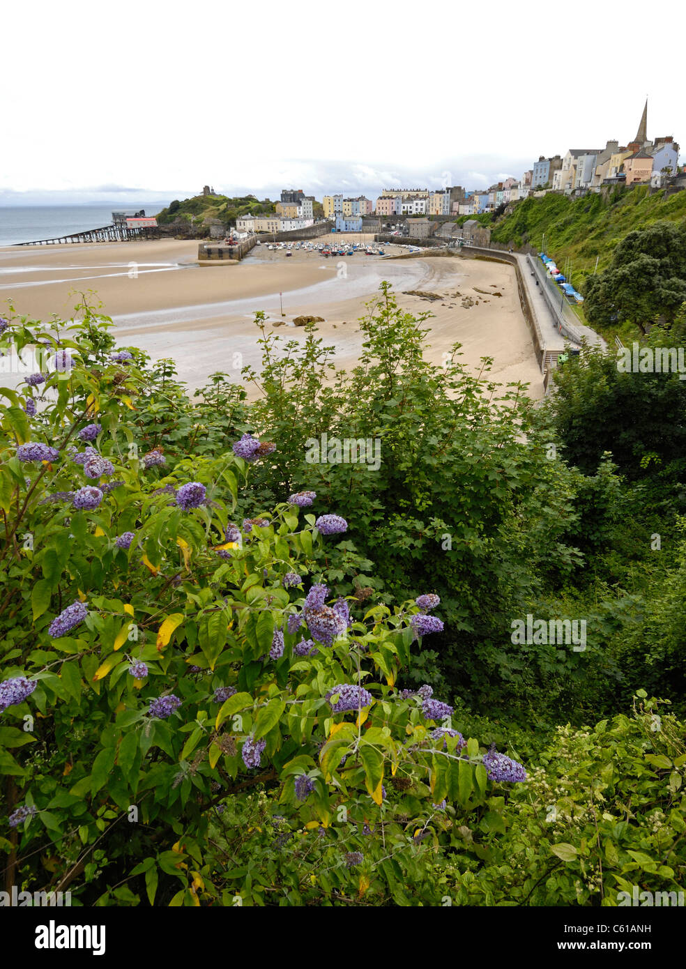 Full bloom tenby hi-res stock photography and images - Alamy