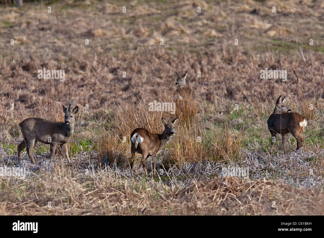 Capreolus capreolus roe deer flock hi-res stock photography and images ...
