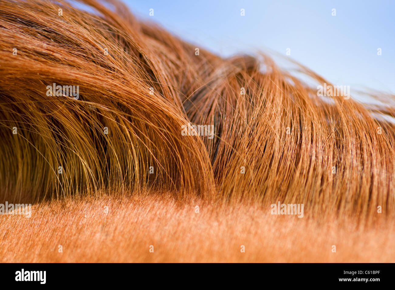 Red mane of a horse. Natural drawing Stock Photo - Alamy