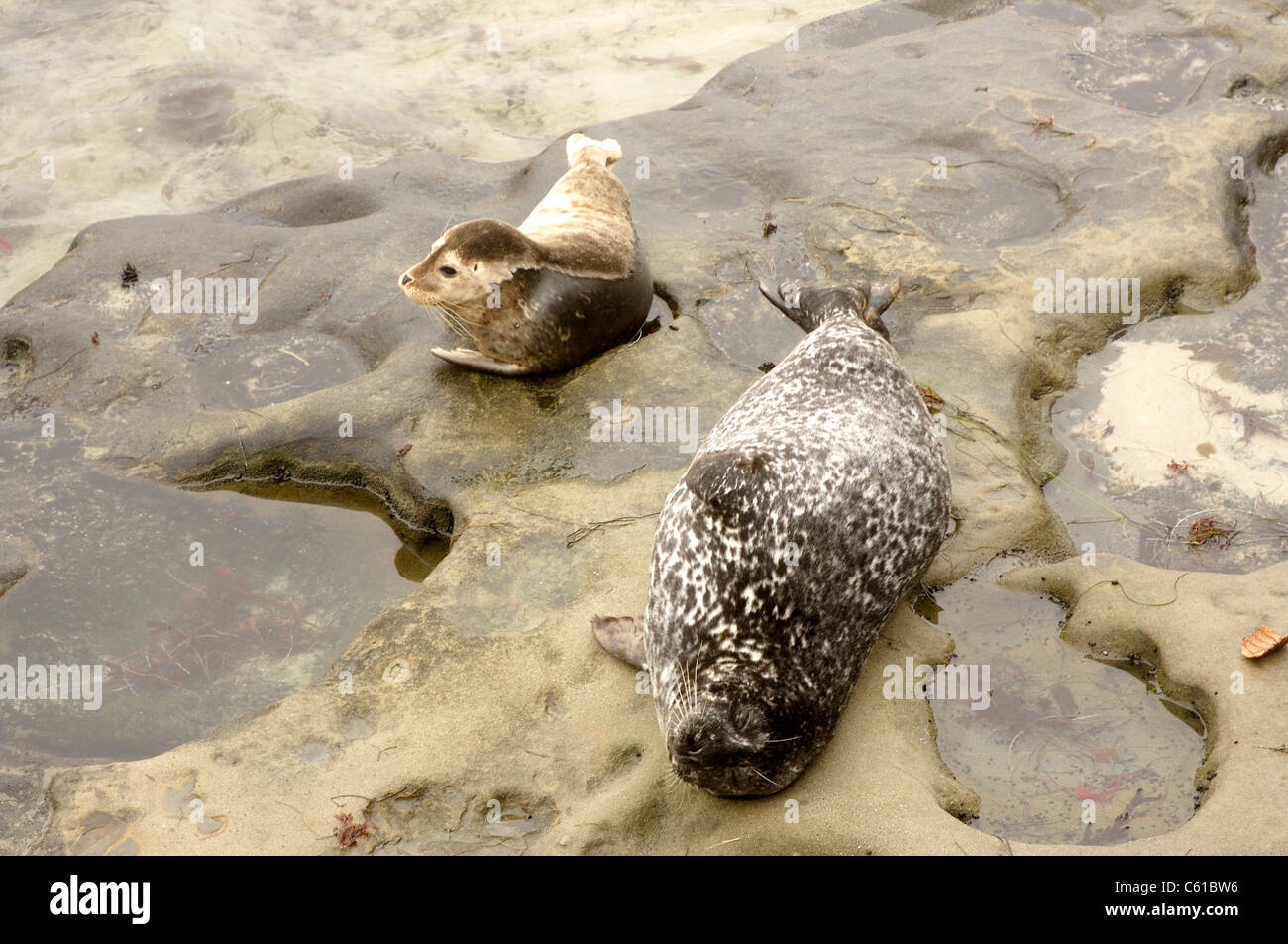 Seal in the pool hi-res stock photography and images - Alamy