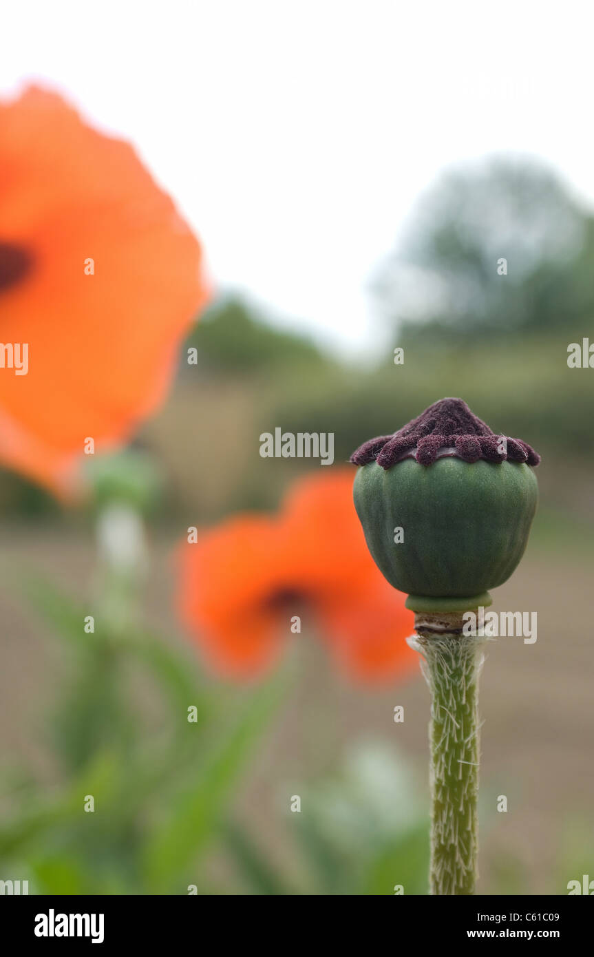 Seed head poppy hi-res stock photography and images - Alamy