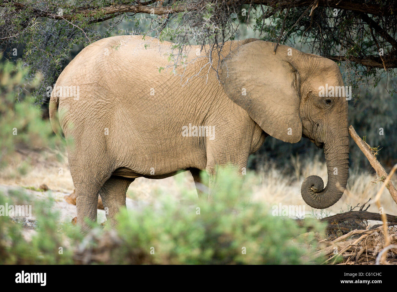 A desert adapted elephant eating bark. Hoarusib riverbed, Purros ...