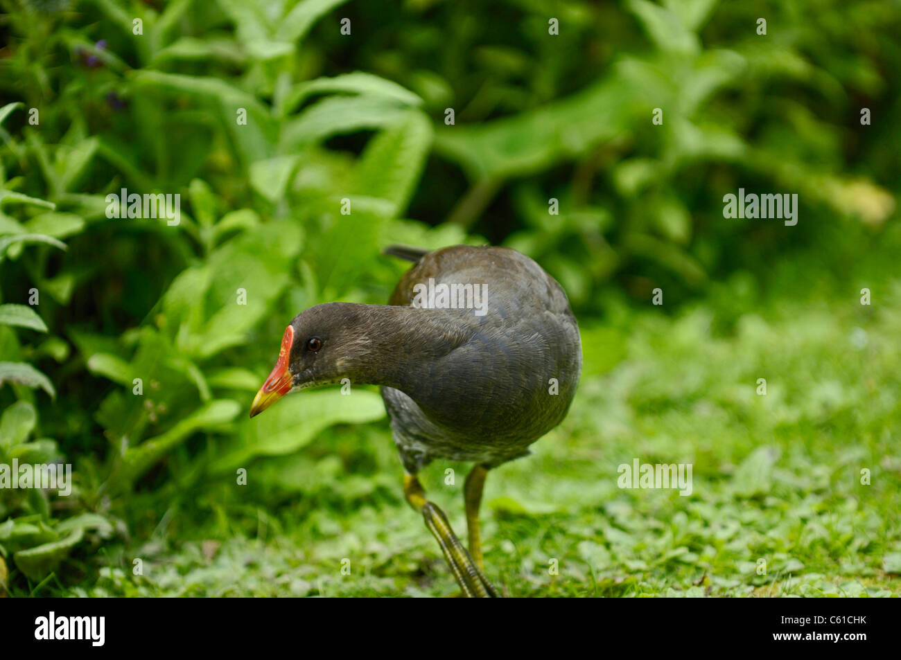 Juvenile Moorhen in search of food Stock Photo - Alamy