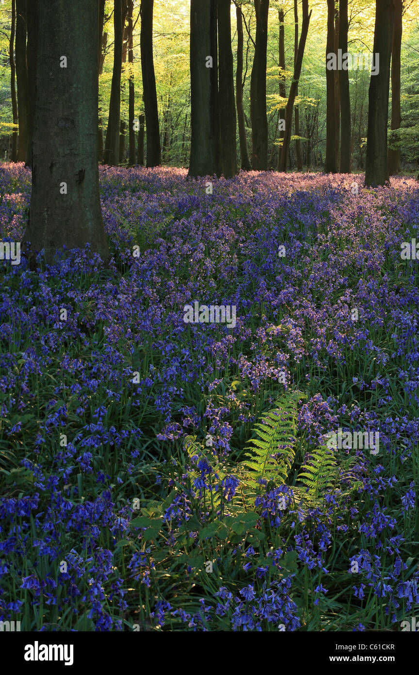 Bluebell woods kent hi-res stock photography and images - Alamy