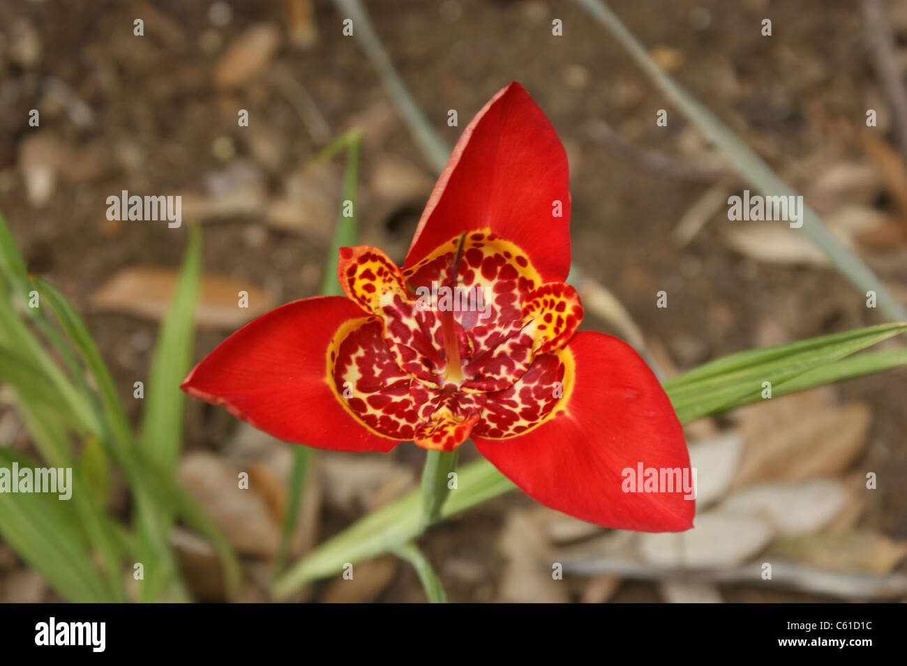 Tigridia hi-res stock photography and images - Alamy
