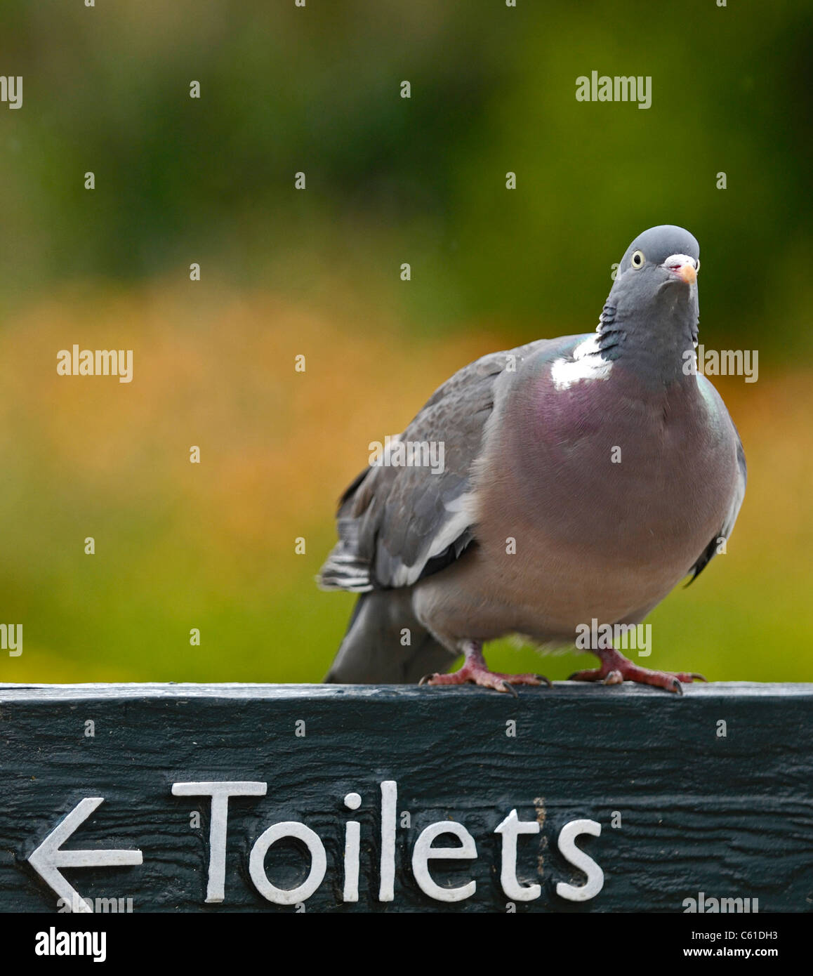 Wood pigeon standing on a wooded sign showing the way to the toilets ...