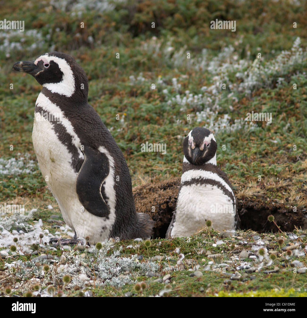 Mating pair of penguins hi-res stock photography and images - Alamy